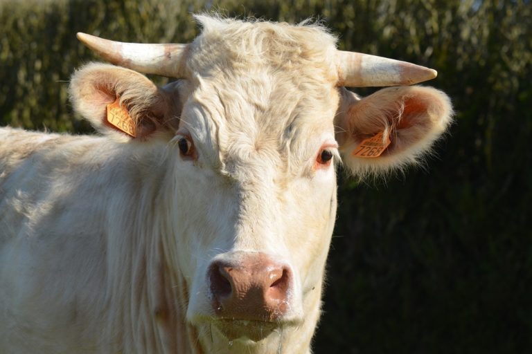 Chianina Toskana Rinder - Grillen.io