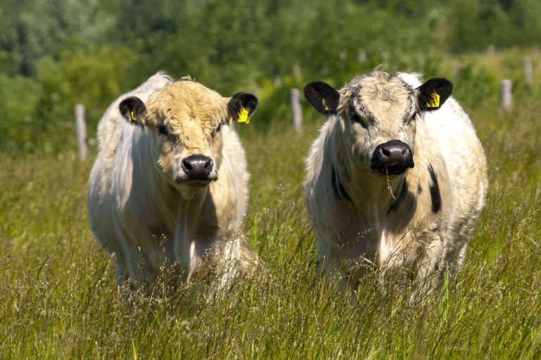 Luxus-Steaks: Galloway - feinstes Fleisch vom Rind - Grillen.io