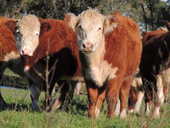 Luxus-Steaks: das Hereford Rind – das ist etwas Besonderes - Grillen.io